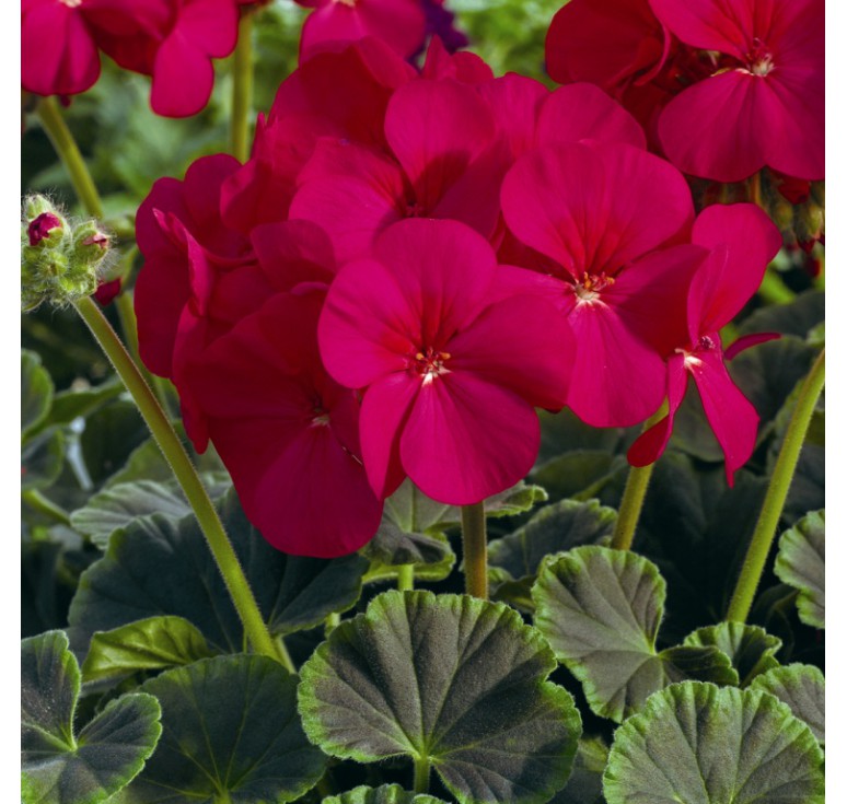 Градина Солей - Разсадник многогодишни цветя, сезонни разсади ...