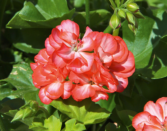 Градина Солей - Разсадник многогодишни цветя, сезонни разсади ...