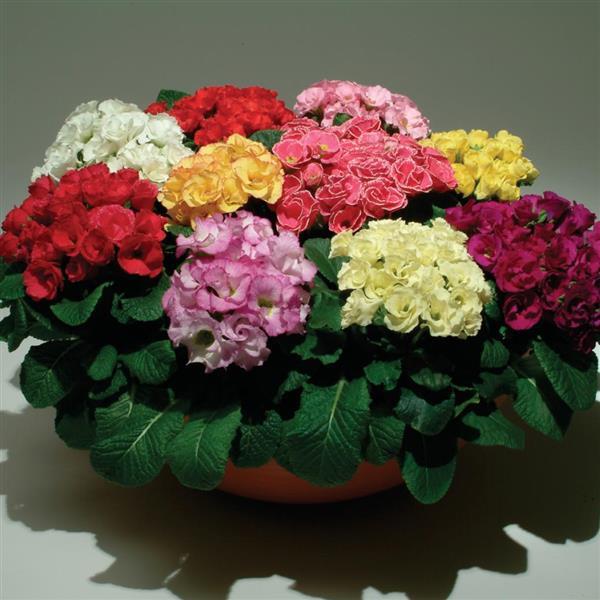 Градина Солей - Разсадник многогодишни цветя, сезонни разсади ...