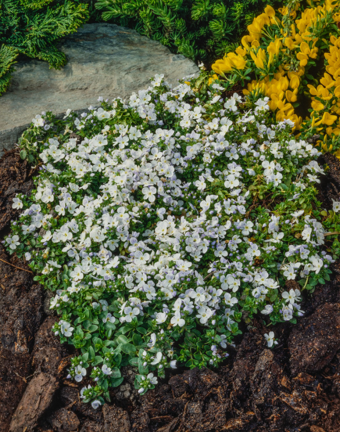 Градина Солей - Разсадник многогодишни цветя, сезонни разсади ...