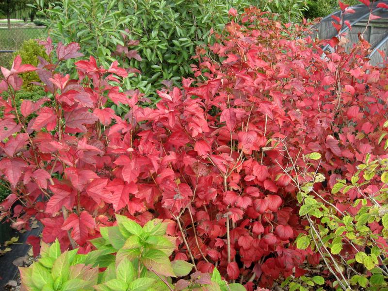 Градина Солей - Разсадник многогодишни цветя, сезонни разсади ...