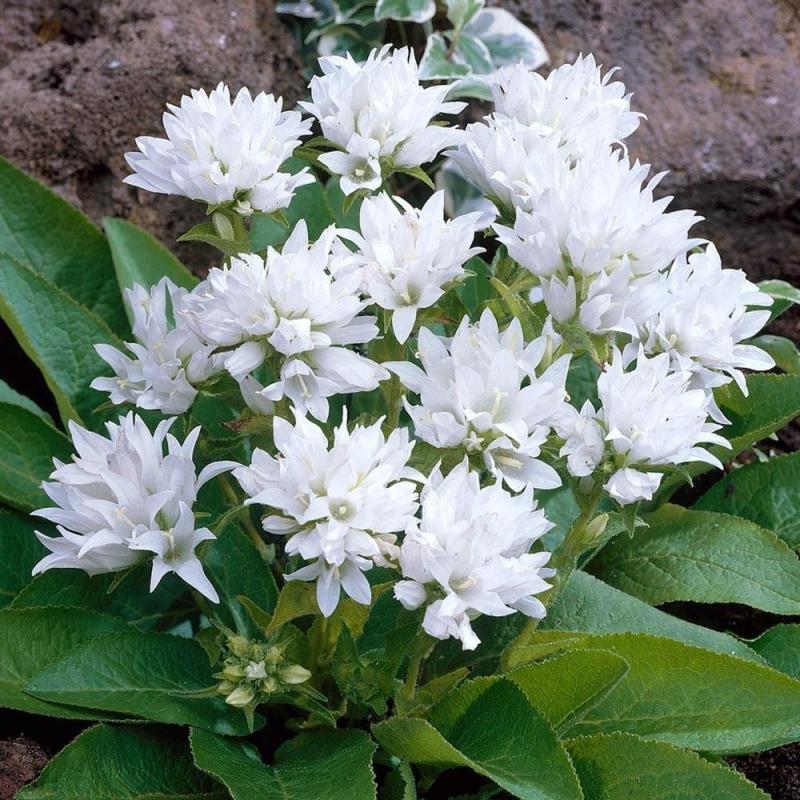 Градина Солей - Разсадник многогодишни цветя, сезонни разсади ...